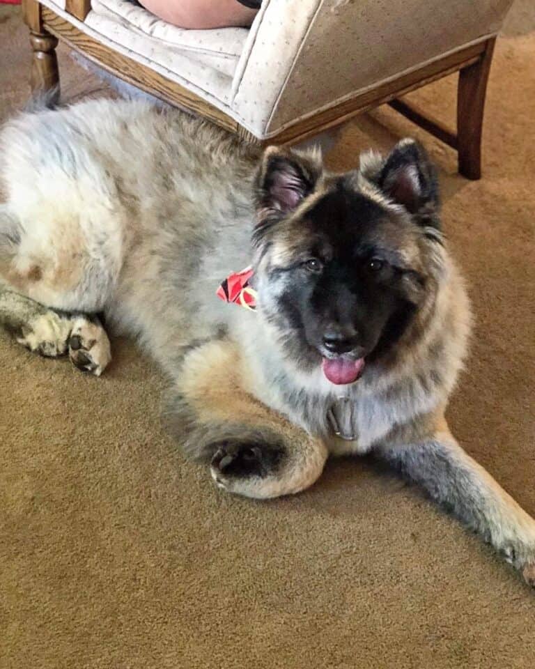 26 Akita Colors & Markings (With Pictures)