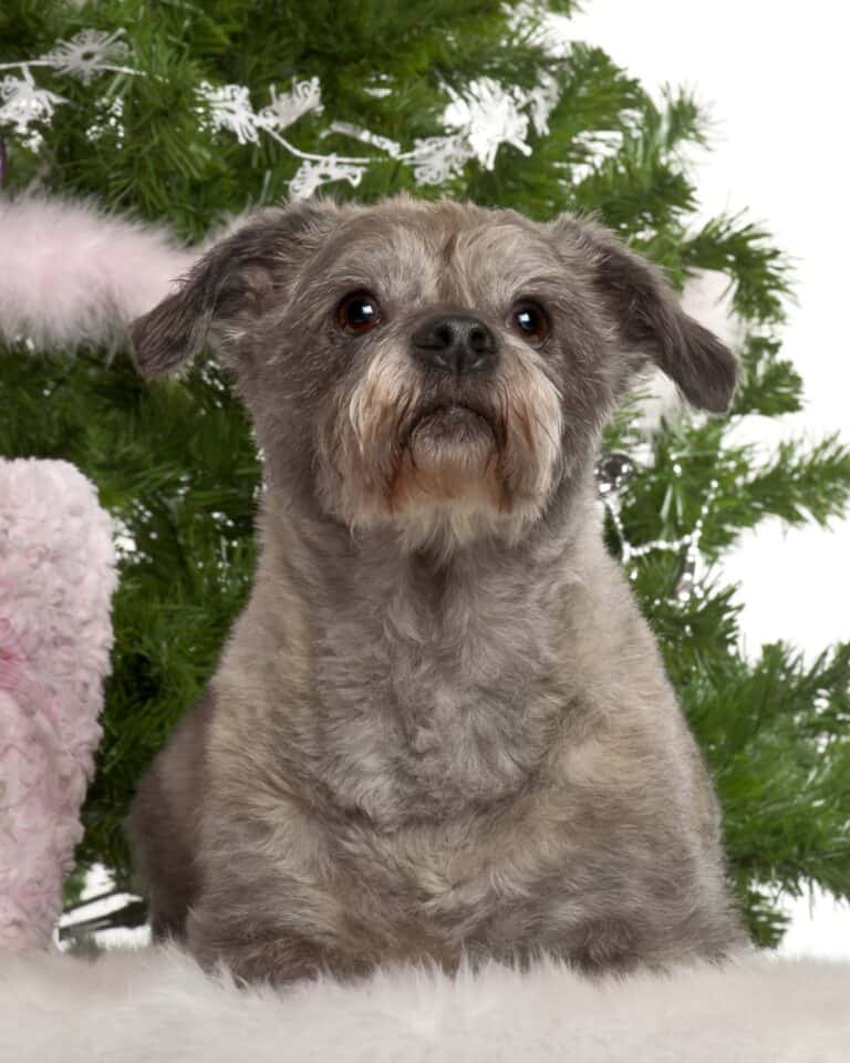 24 Havanese Colors and Markings (With Pictures)
