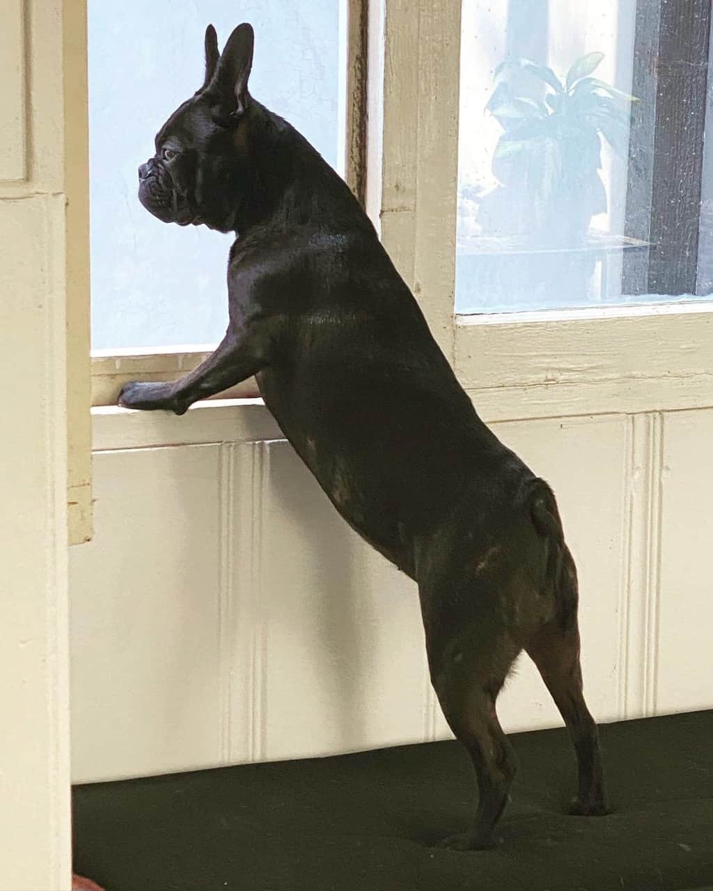 26 Boston Terrier Colors Explained (With Pictures)