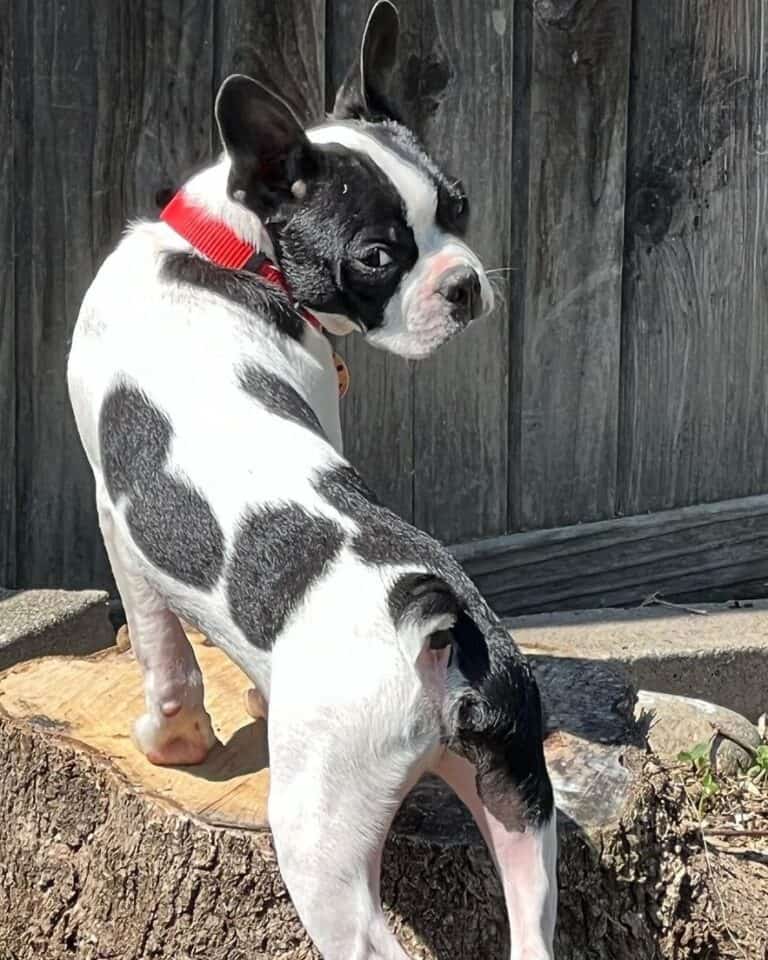 26 Boston Terrier Colors Explained (With Pictures)