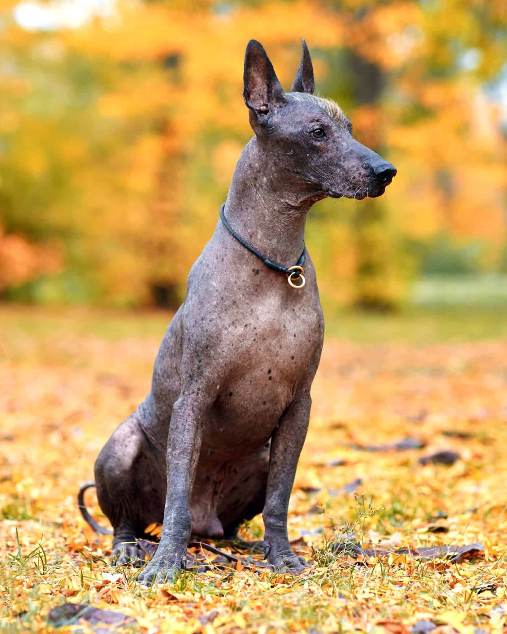 17 Large Hypoallergenic Dogs That Don’t Shed (With Pictures)