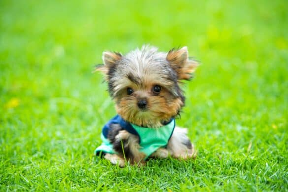 How Much Does an American Bully Cost? (2025 Updated)