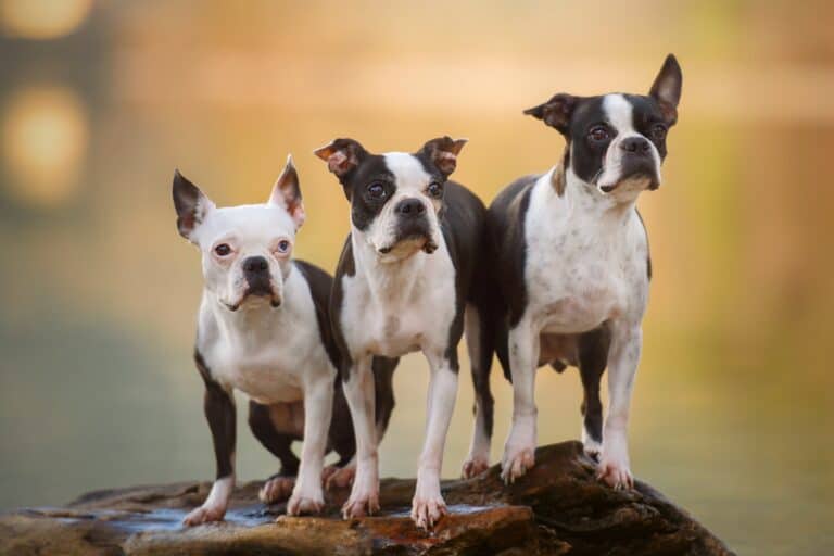 26 Boston Terrier Colors Explained (With Pictures)
