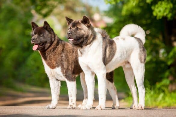 26 Akita Colors & Markings (With Pictures)