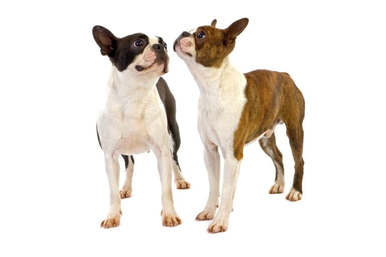 26 Boston Terrier Colors Explained (With Pictures)