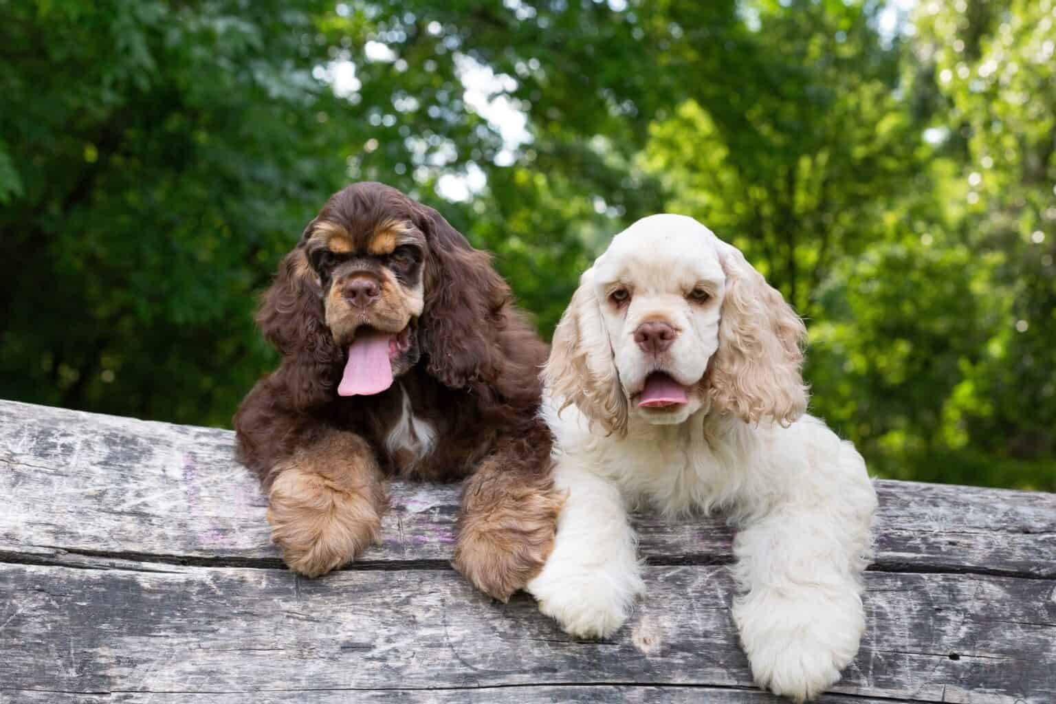 How Much Does a Cocker Spaniel Cost? (2026 Updated)