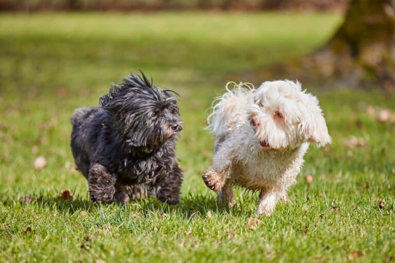 24 Havanese Colors and Markings (With Pictures)