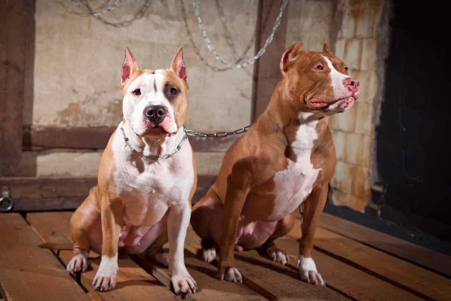 30 Pitbull Colors & Patterns Explained (With Pictures)