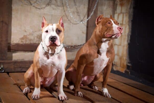 30 Pitbull Colors & Patterns Explained (With Pictures)