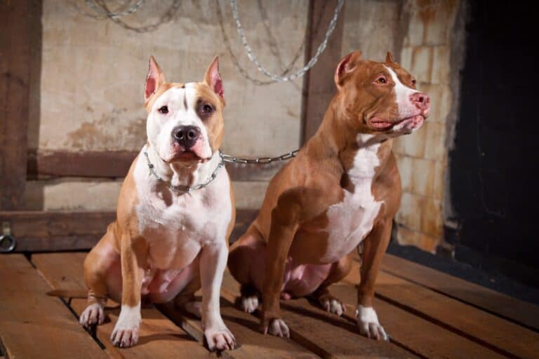 30 Pitbull Colors & Patterns Explained (With Pictures)
