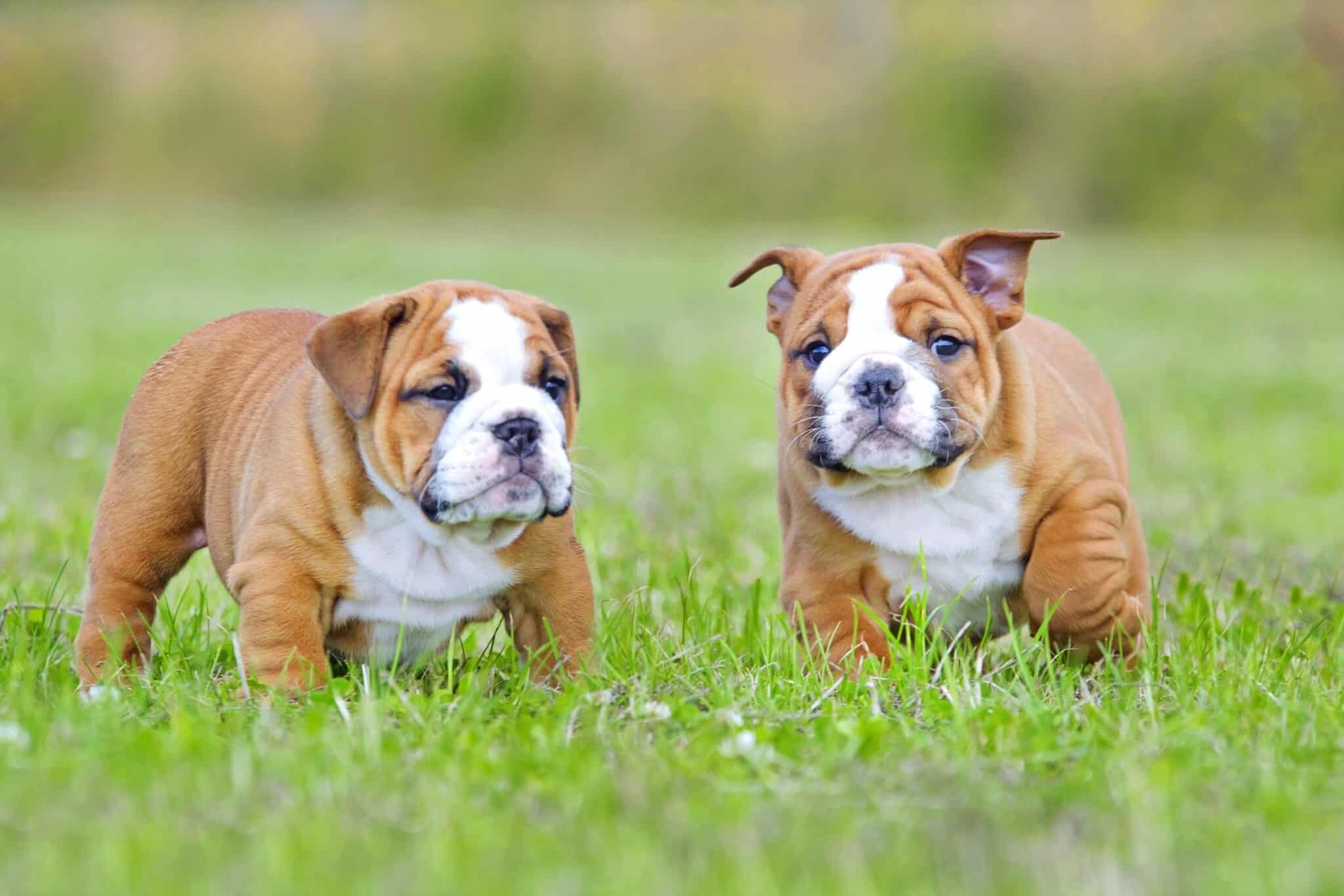 How Much Does an English Bulldog Cost? (2025 Updated)