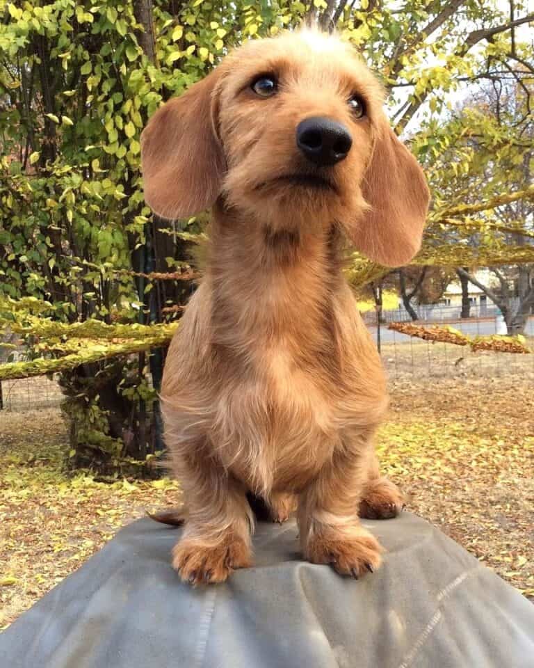 27 Dachshund Colors & Markings (With Pictures)