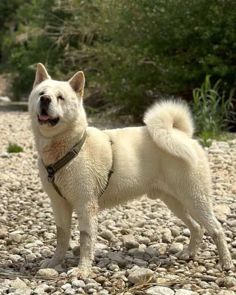 26 Akita Colors & Markings (With Pictures)