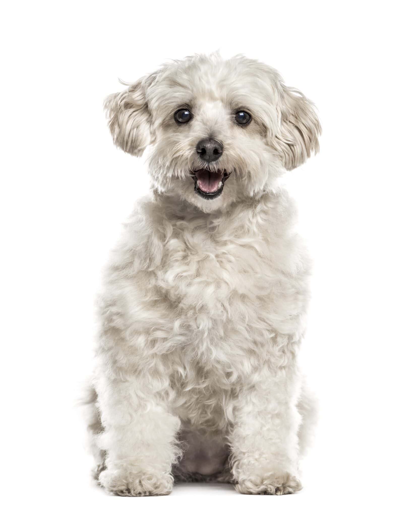 24 Havanese Colors and Markings (With Pictures)