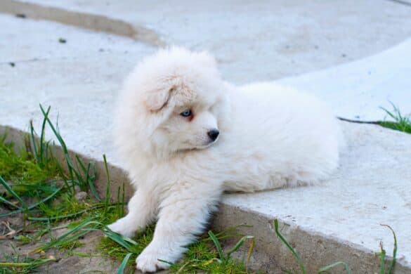 How Much Does a Pomsky Cost? (2026 Updated)