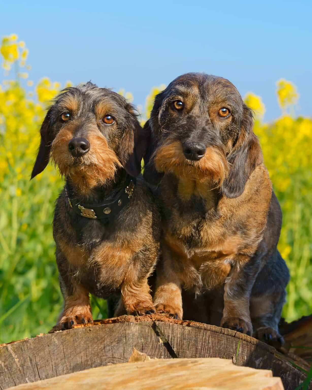 27 Dachshund Colors & Markings (With Pictures)