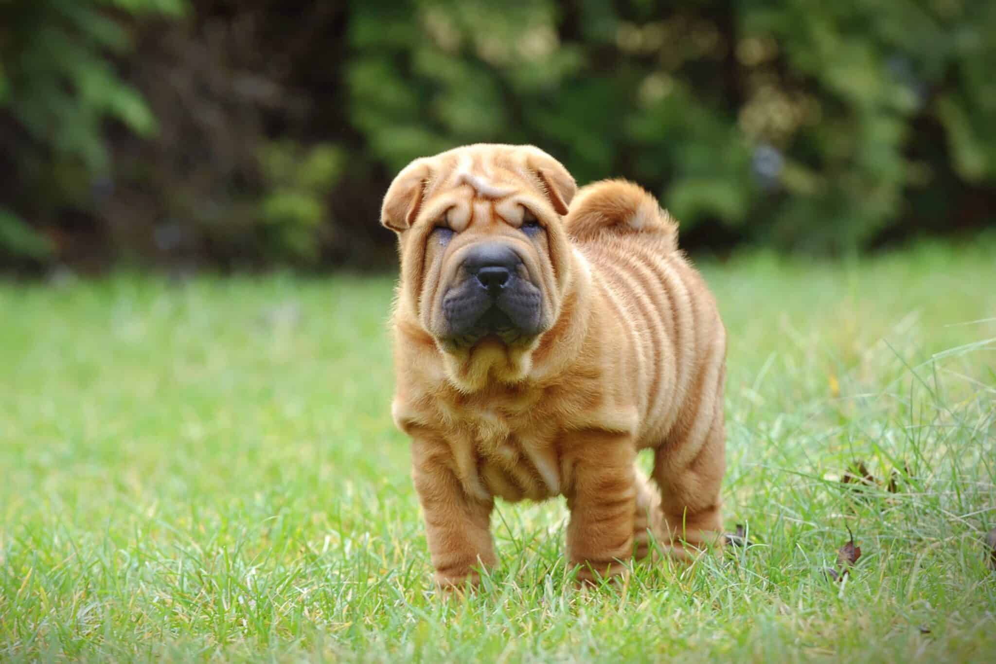 How Much Does a Shar-Pei Cost? (2025 Updated)