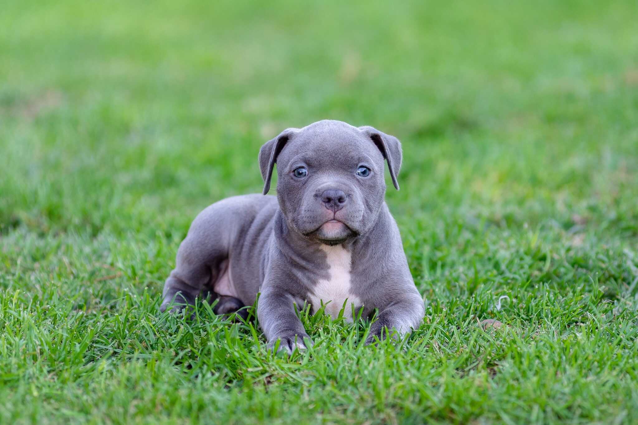 How Much Does an American Bully Cost? (2026 Updated)