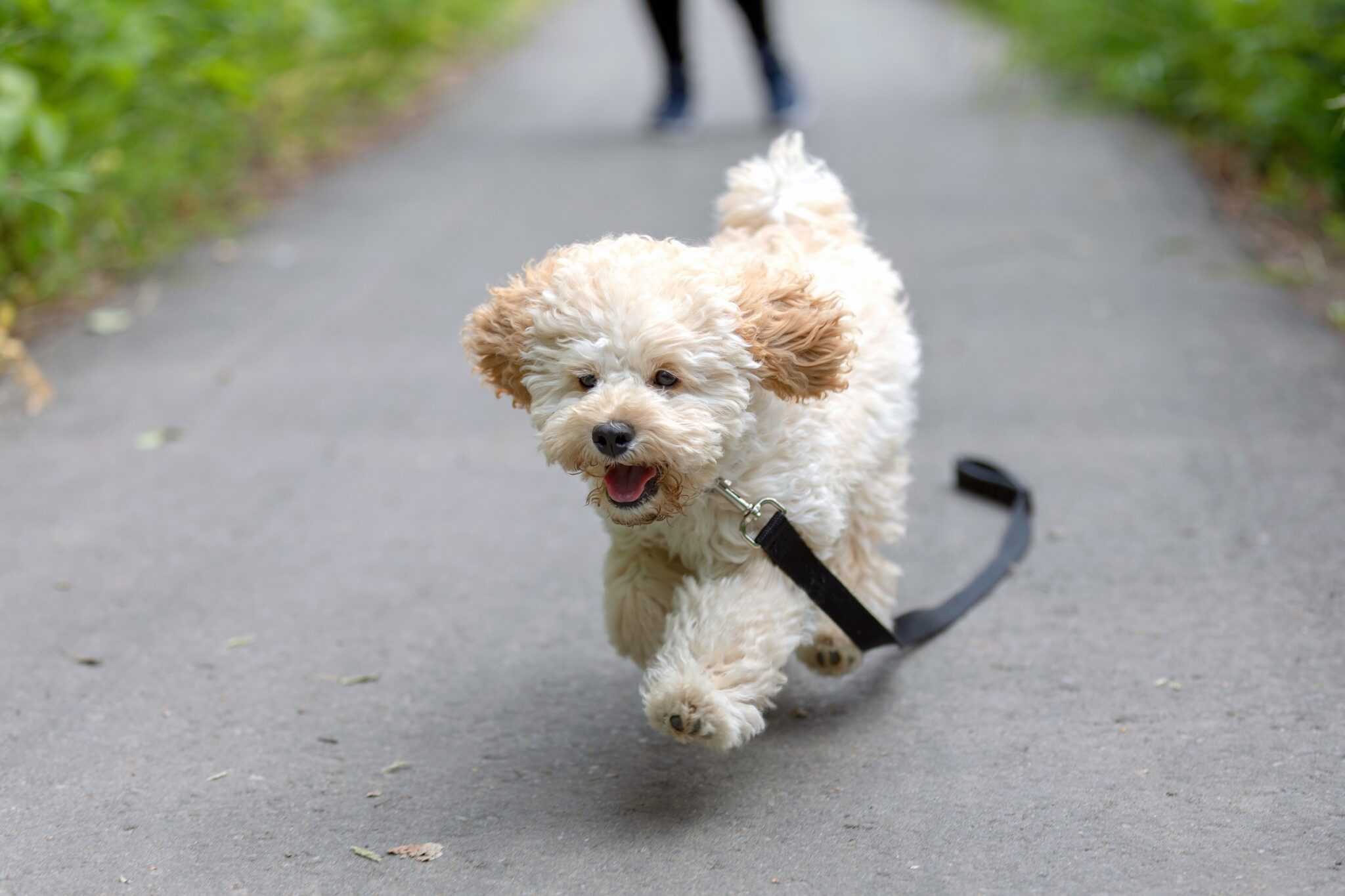 How Much Does a Maltipoo Cost? (2026 Updated)