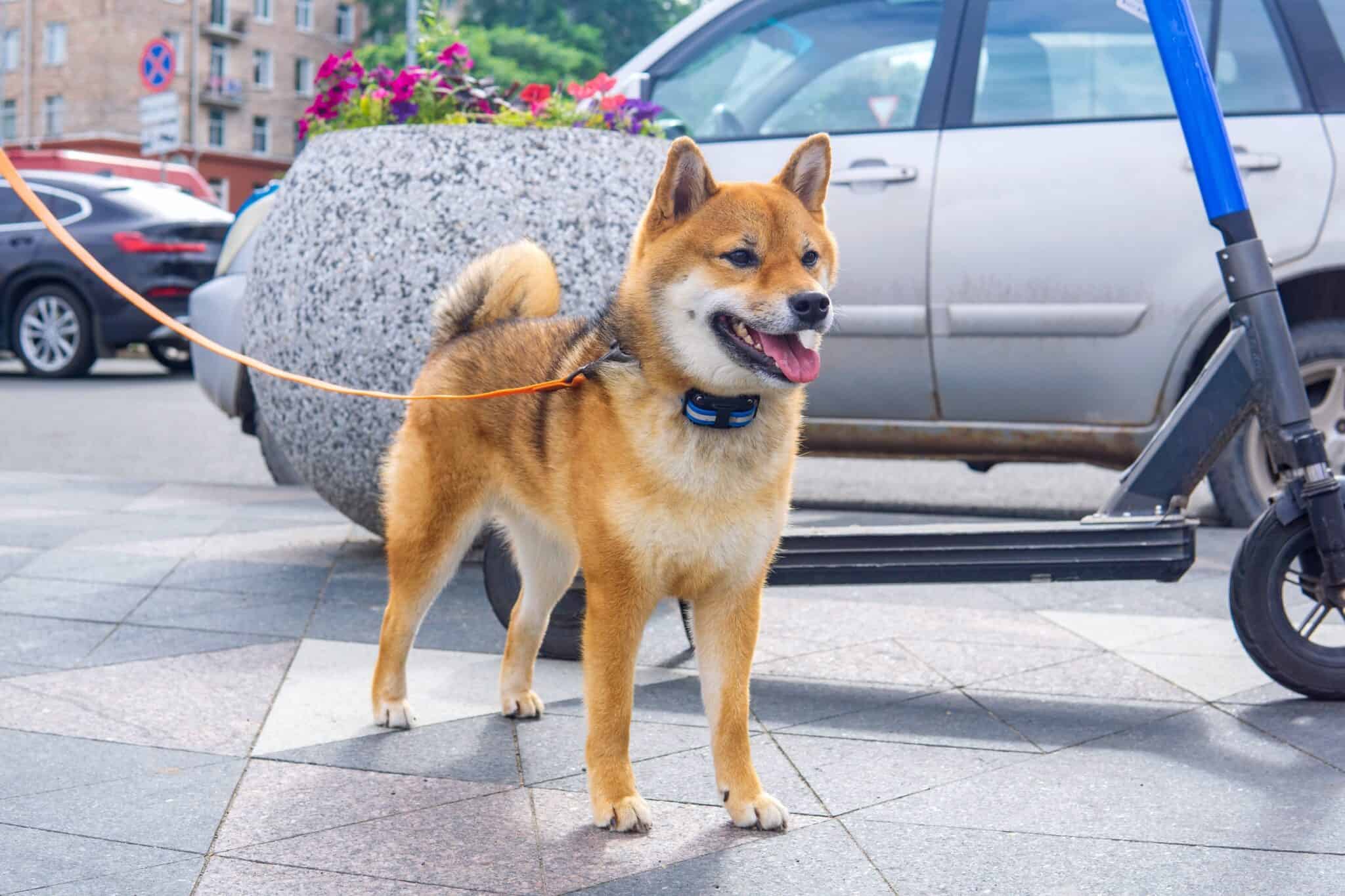 How Much Does a Shiba Inu Cost? (2025 Updated)