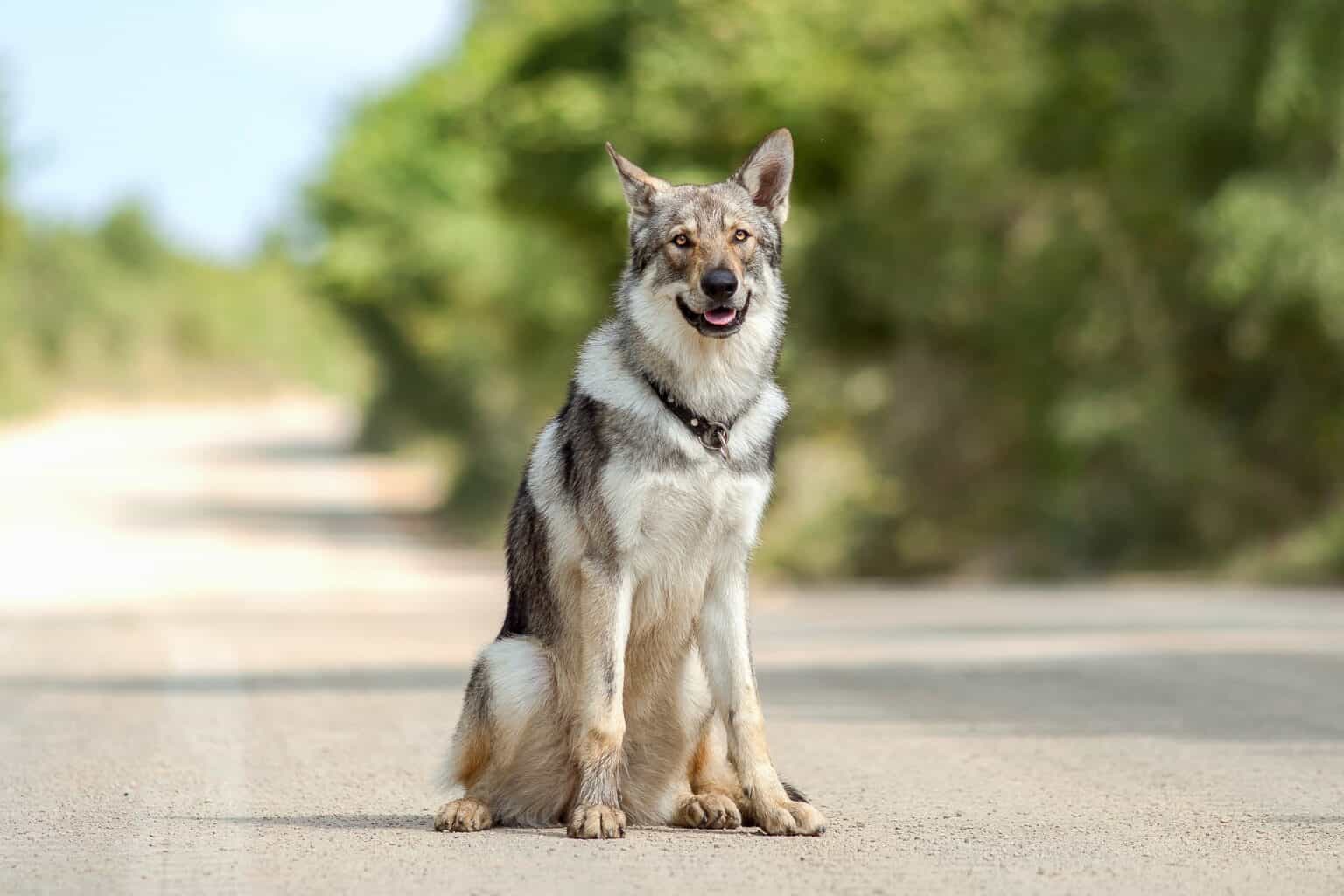 How Much Does a Wolf Dog Cost? (2025 Updated)