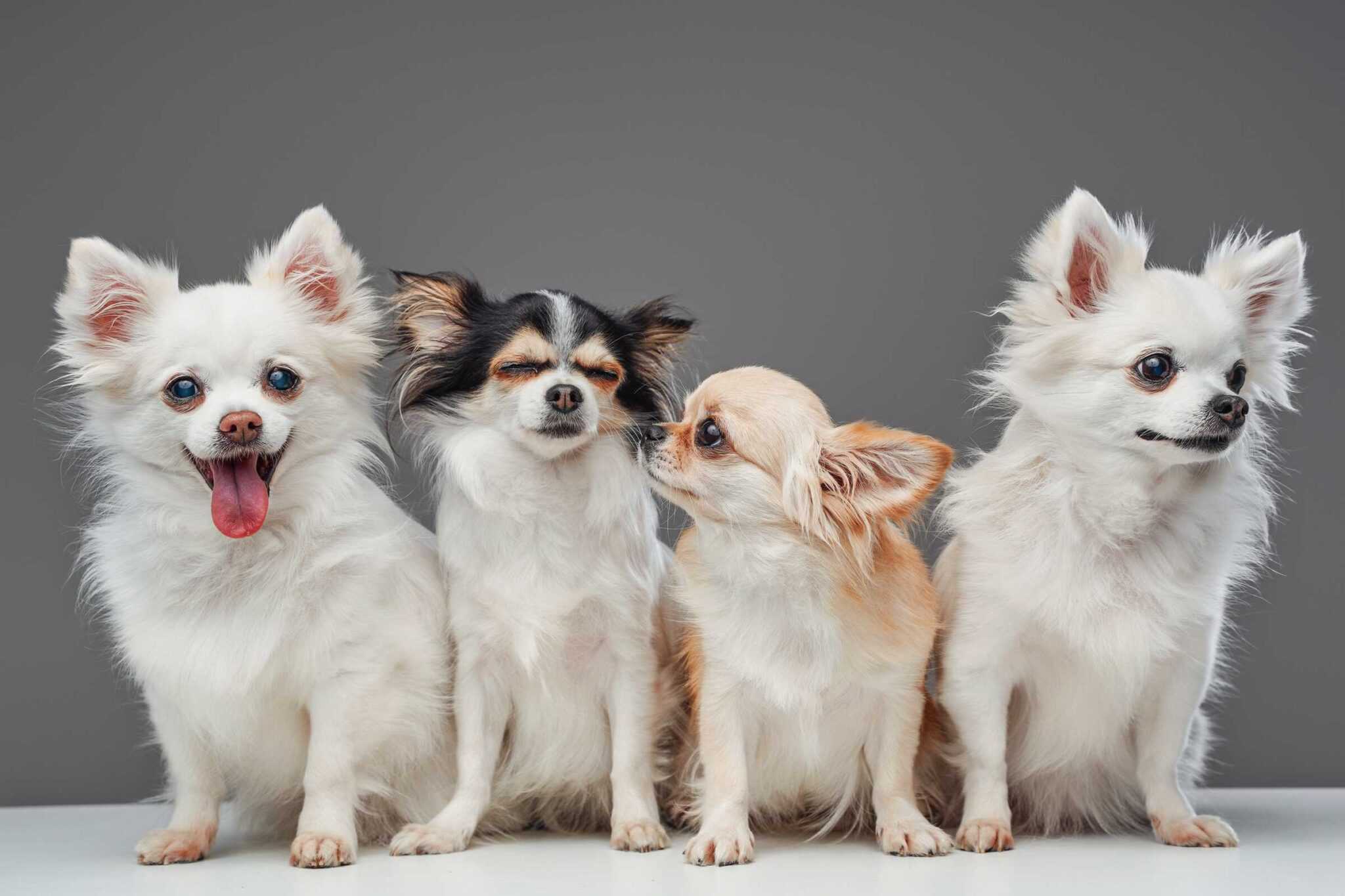 34 Chihuahua Colors Explained (With Pictures)