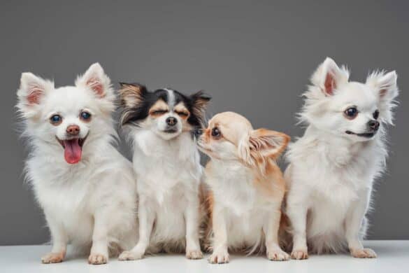 13 Rhodesian Ridgeback Colors & Markings (With Pictures)