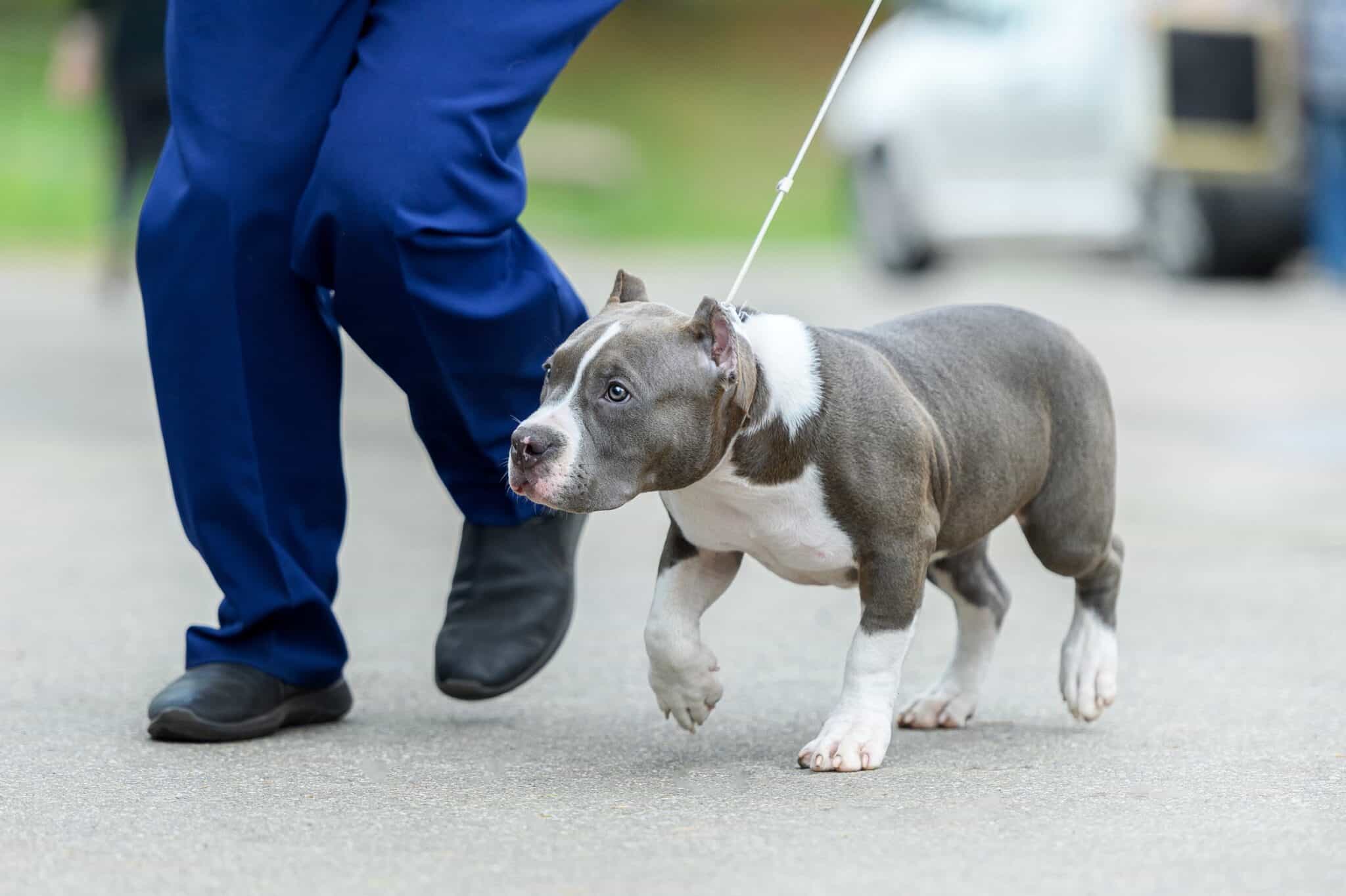 How Much Does an American Bully Cost? (2025 Updated)