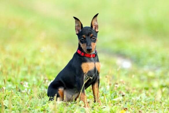 How Much Does a Miniature Pinscher Cost? (2024 Updated)