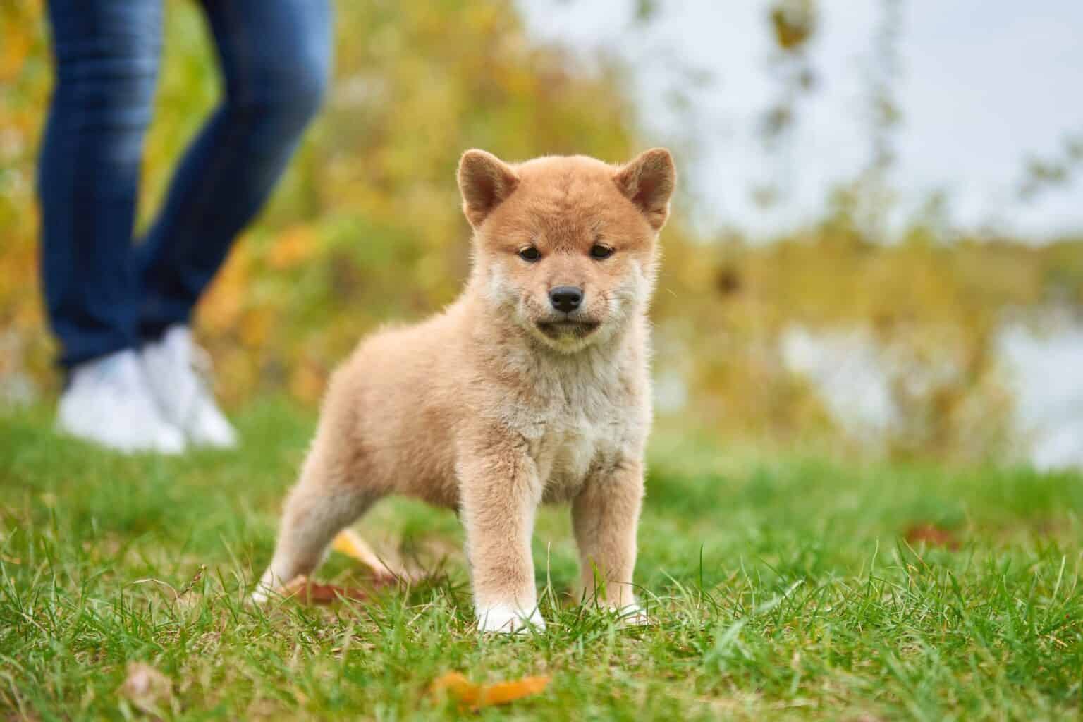 How Much Does a Shiba Inu Cost? (2026 Updated)