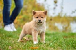 How Much Does a Shiba Inu Cost? (2026 Updated)