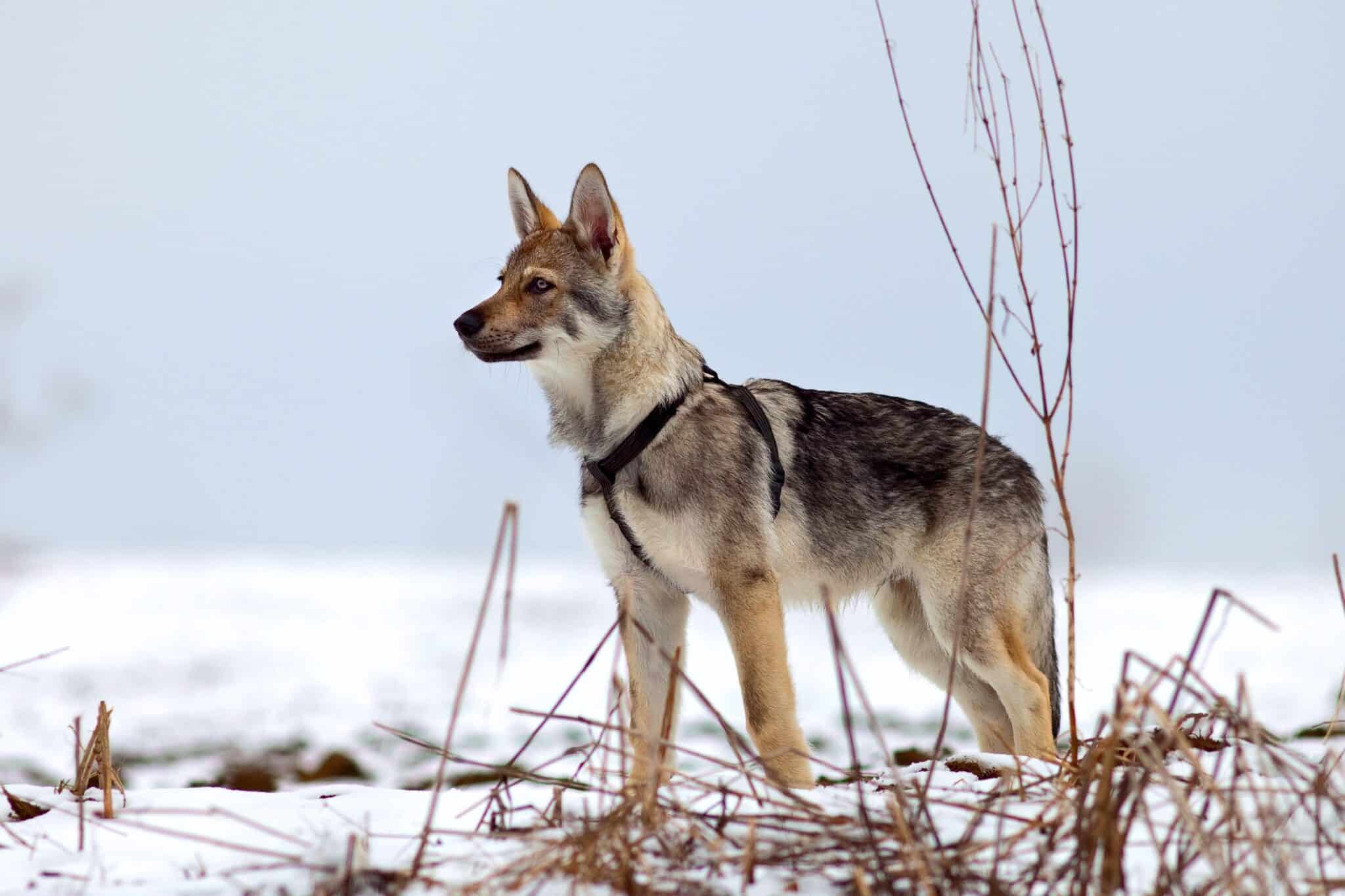 How Much Does a Wolf Dog Cost? (2025 Updated)