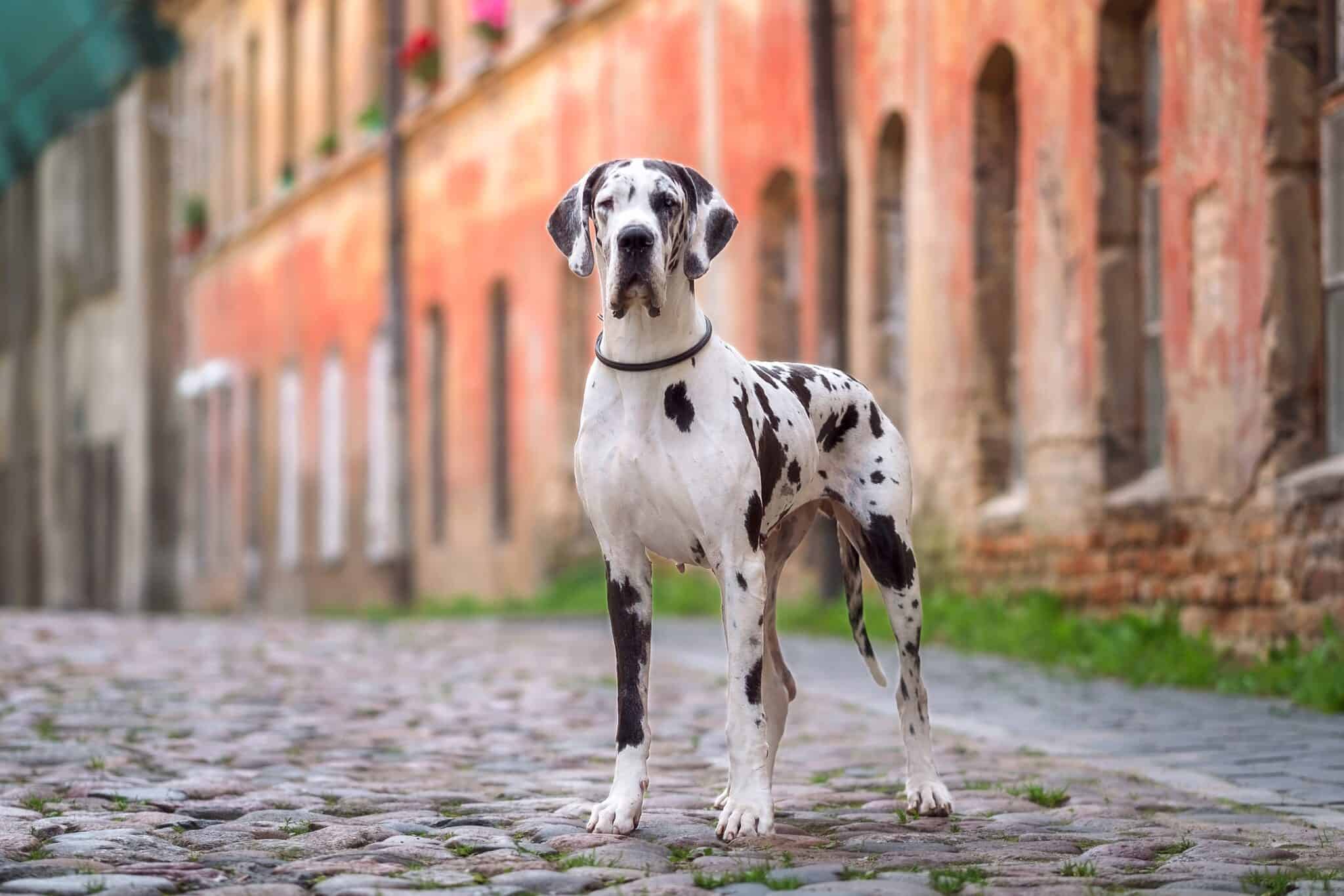 24 Great Dane Colors & Markings (With Pictures)