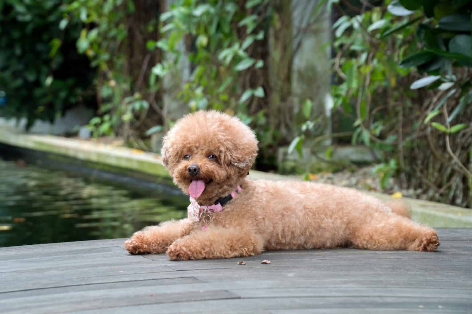 How Much Does a Poodle Cost? (2025 Updated)