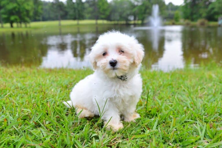 How Much Does a Maltipoo Cost? (2026 Updated)