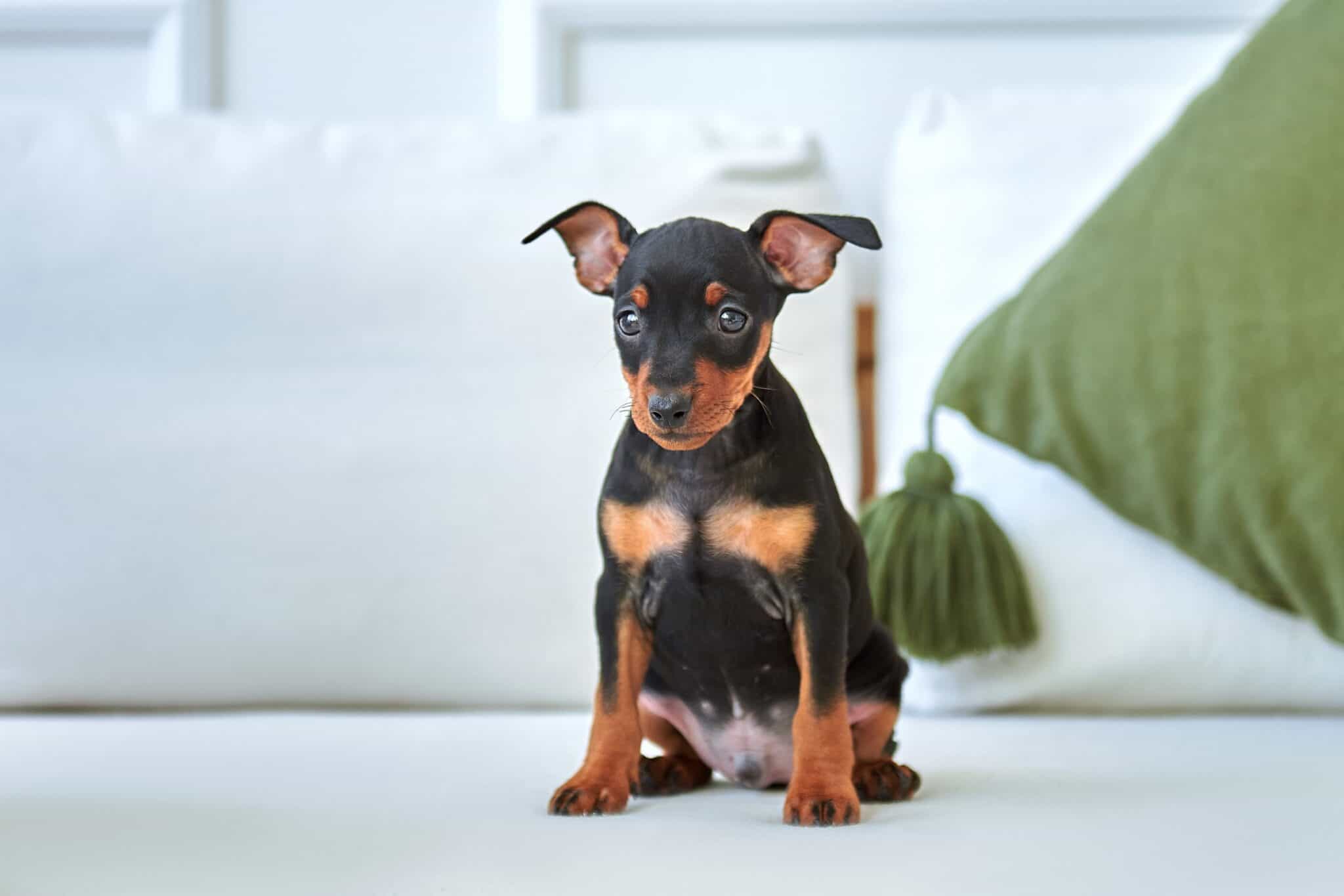 How Much Does a Miniature Pinscher Cost? (2025 Updated)