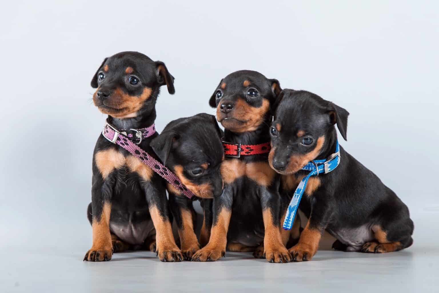 How Much Does a Miniature Pinscher Cost? (2024 Updated)