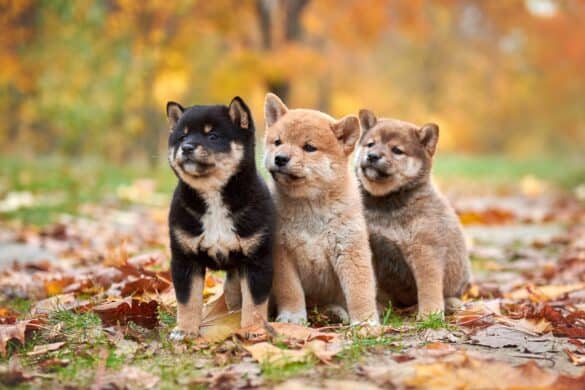 How Much Does a Shiba Inu Cost? (2025 Updated)