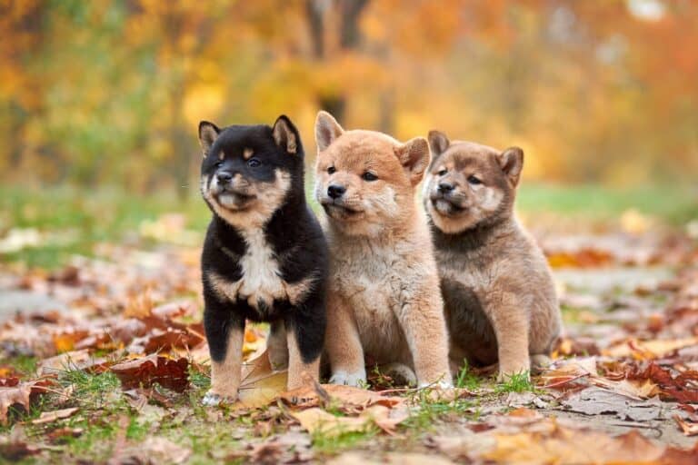 How Much Does a Shiba Inu Cost? (2025 Updated)