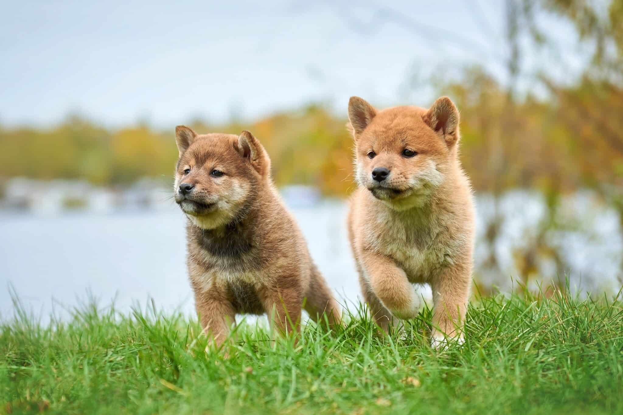 How Much Does a Shiba Inu Cost? (2025 Updated)