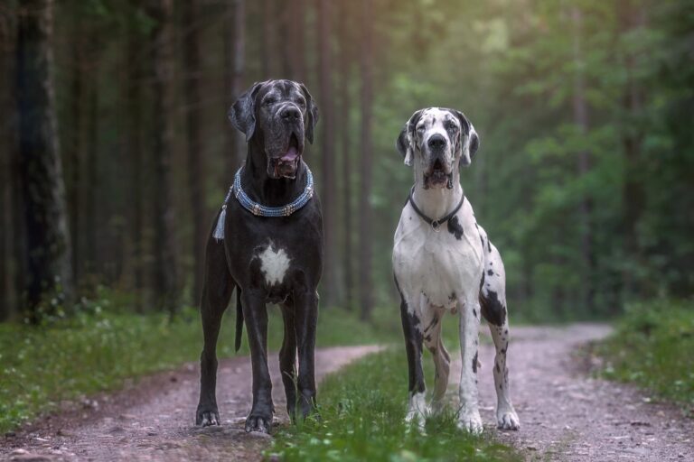 24 Great Dane Colors & Markings (With Pictures)