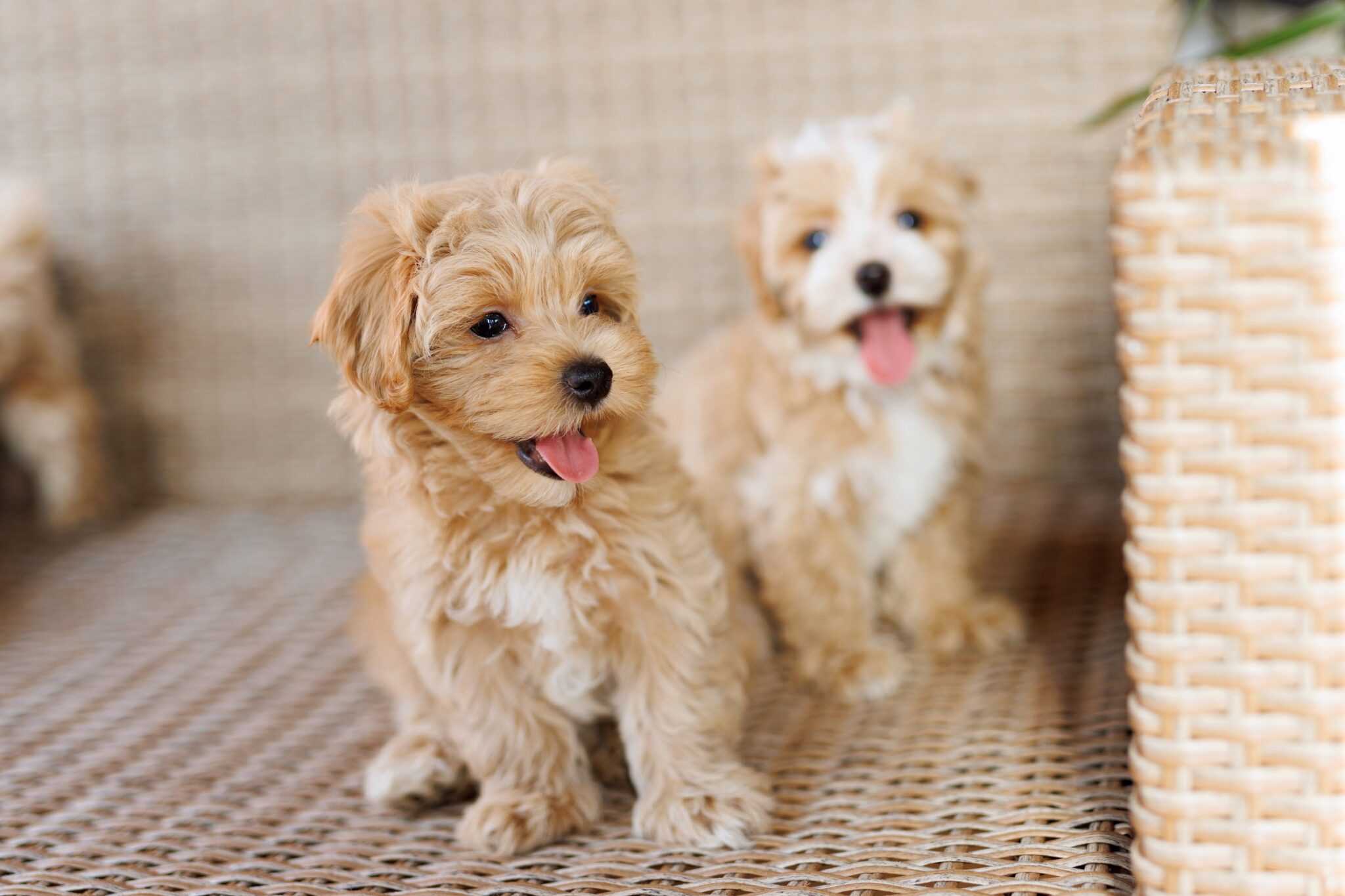 How Much Does a Maltipoo Cost? (2026 Updated)