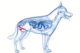 Dog Smegma: Causes & How to Get Rid of It