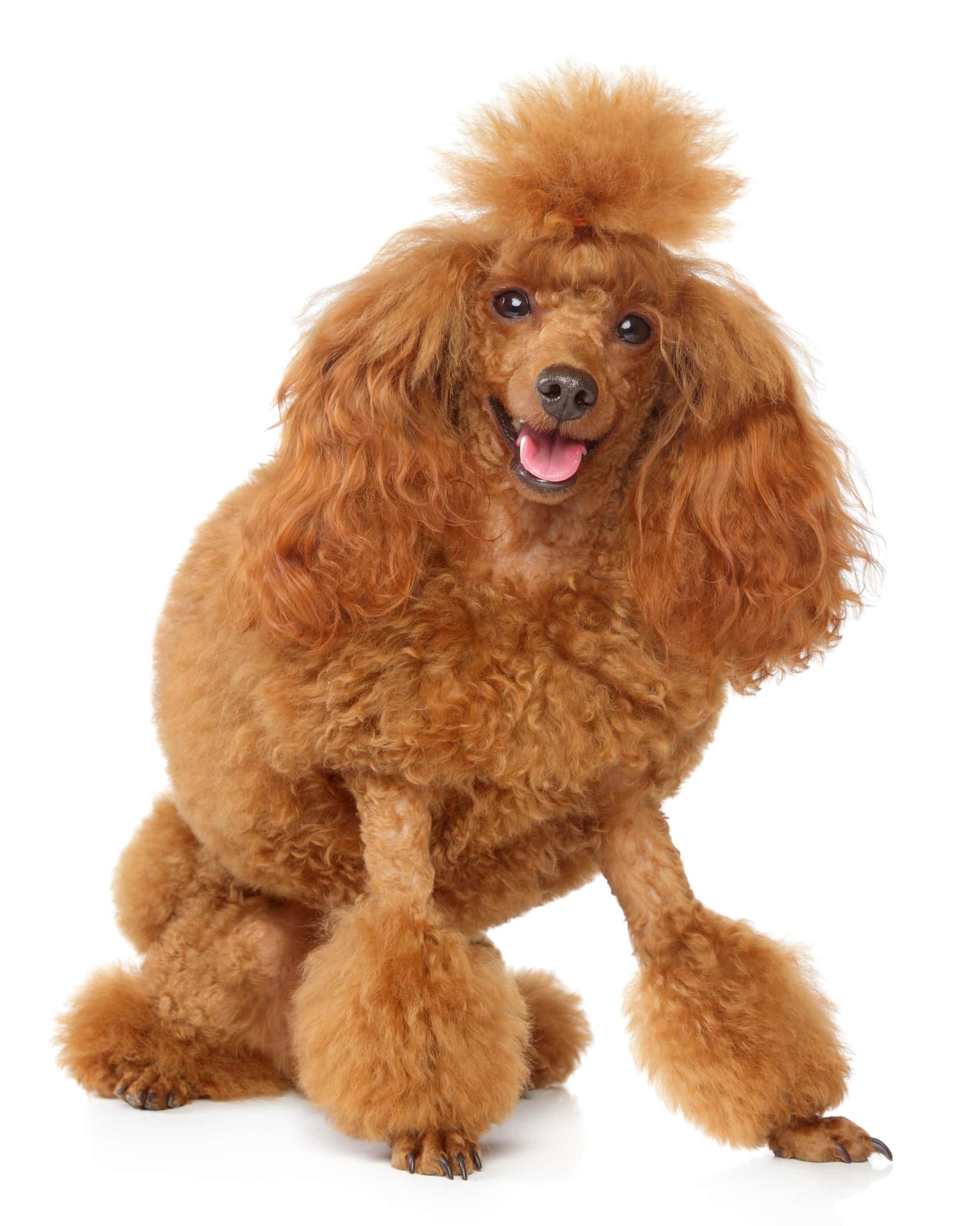 35 Poodle Colors & Markings Explained! - Happy Dog Breeds
