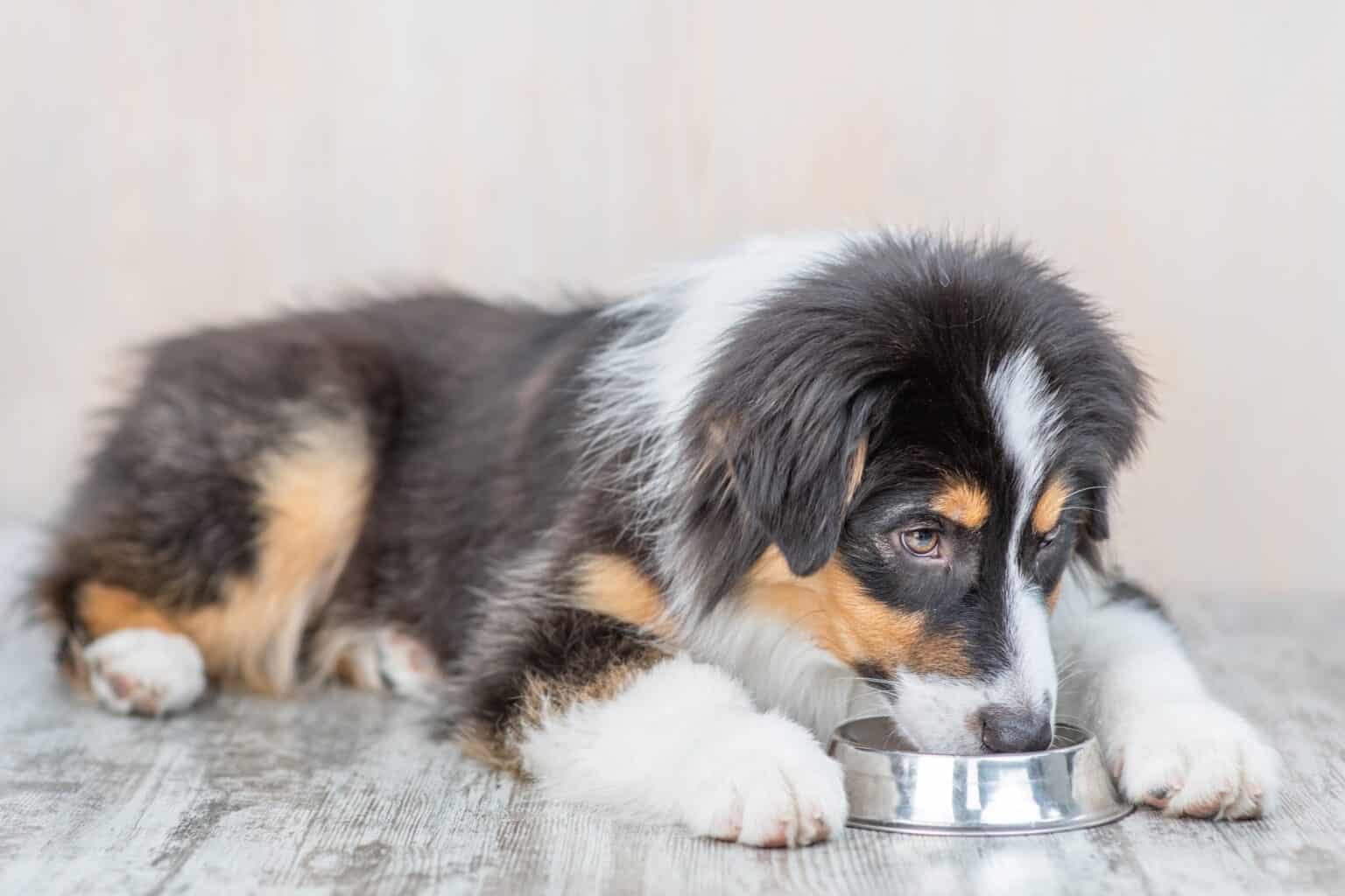 How Much to Feed an Australian Shepherd (Feeding Chart)