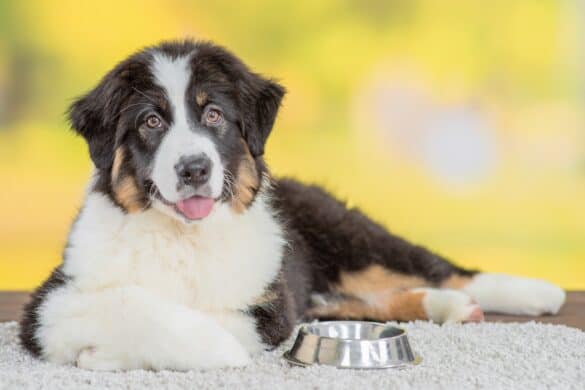 How Much to Feed an Australian Shepherd (Feeding Chart)