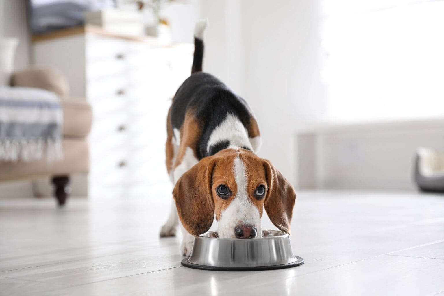 How Much to Feed a Beagle (Feeding Chart & Guide)