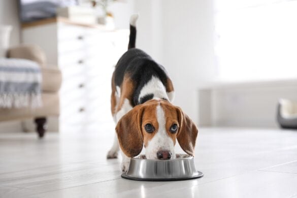 How Much to Feed a Beagle (Feeding Chart & Guide)
