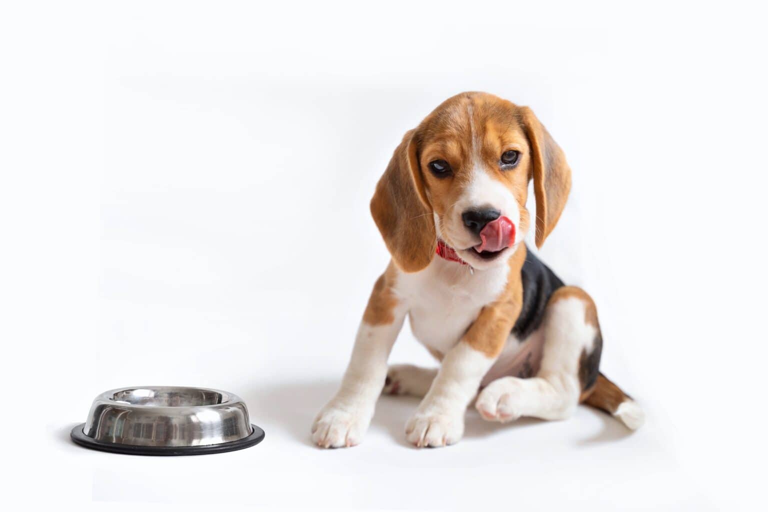 How Much to Feed a Beagle (Feeding Chart & Guide)