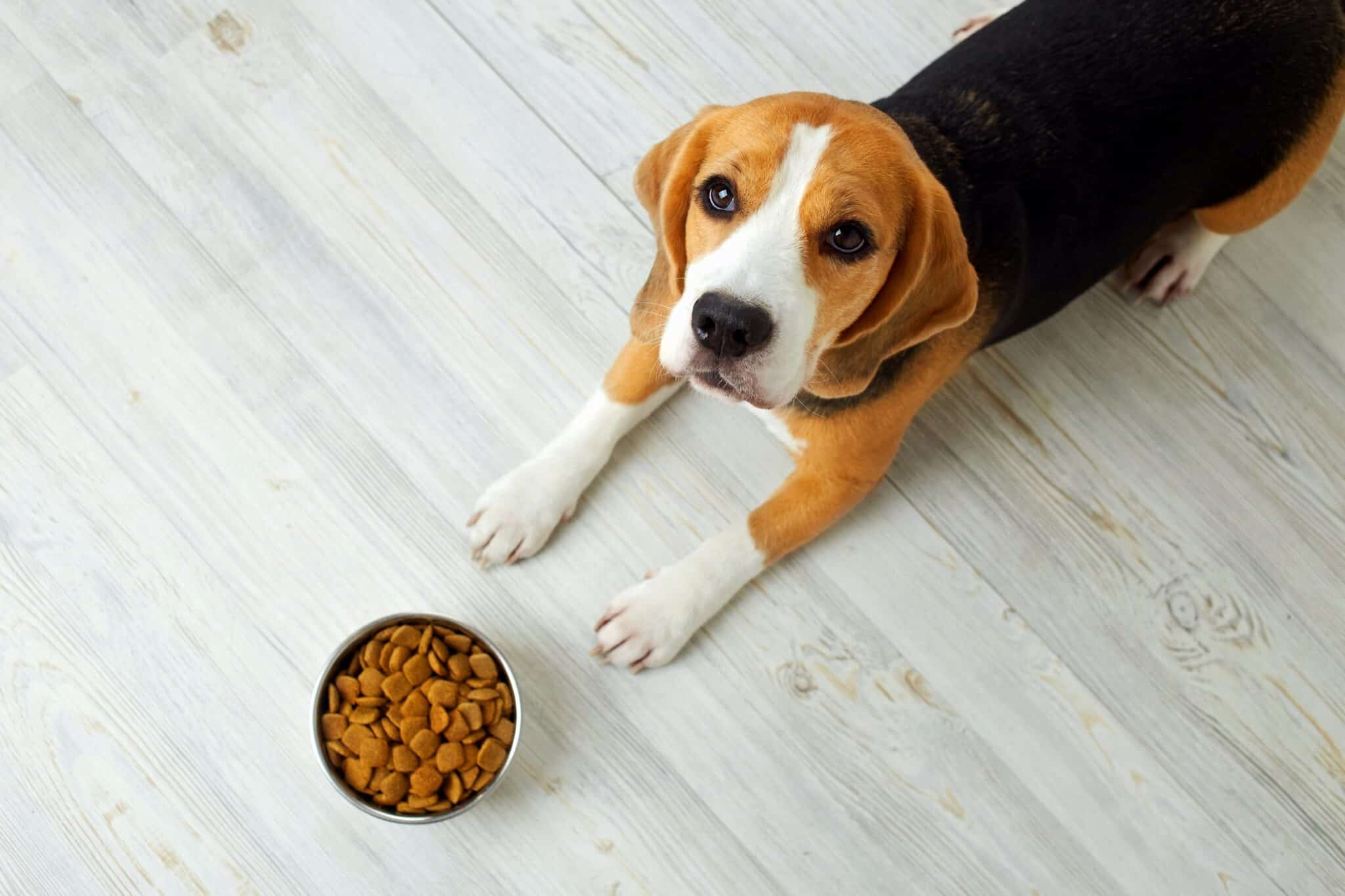 How Much to Feed a Beagle (Feeding Chart & Guide)